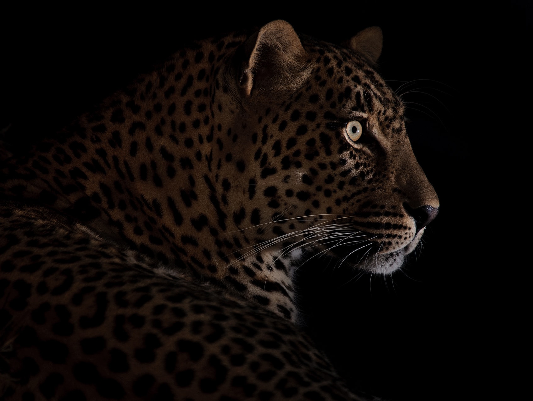 Fine Art Wildlife Gallery | African Photography Gallery | Greg du Toit