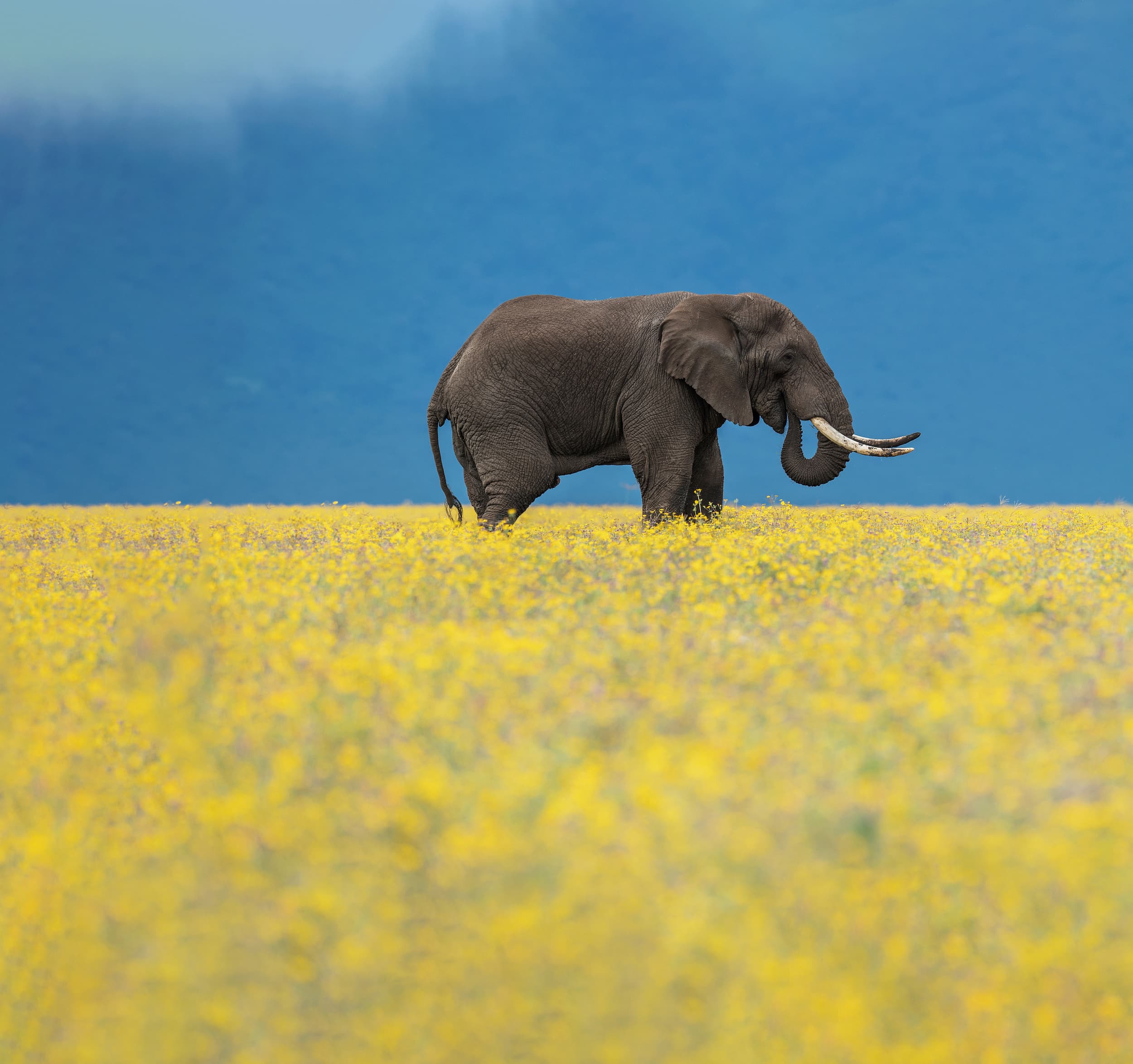 Greg du Toit | GDT Prints | From Africa to your wall