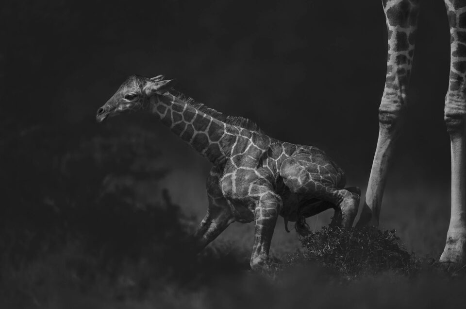 Nearly There | GDT Prints