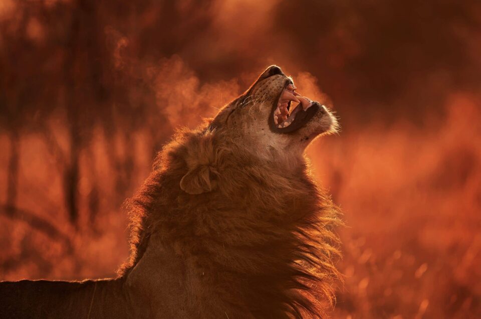 Londolozi Lion | GDT Prints