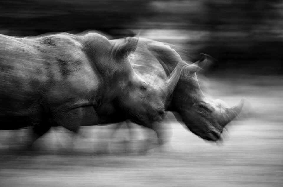 Running Rhinos | GDT Prints