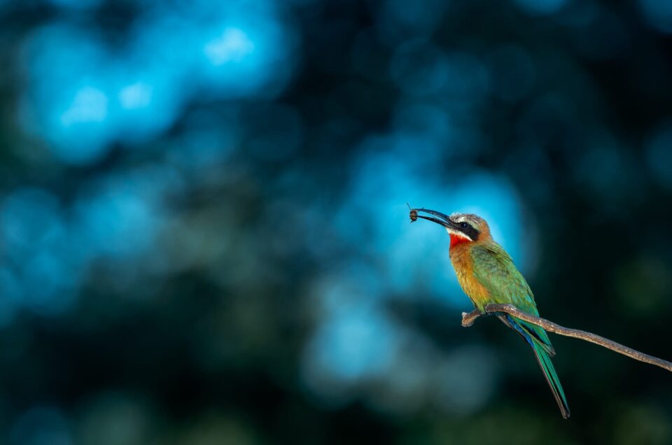 Bee Eater | GDT Prints