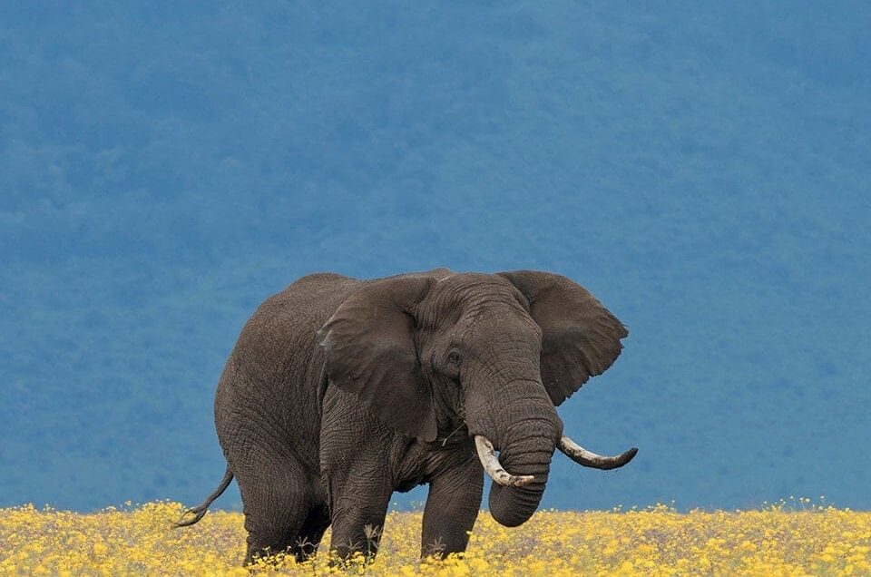 Elephant Bliss | GDT Prints