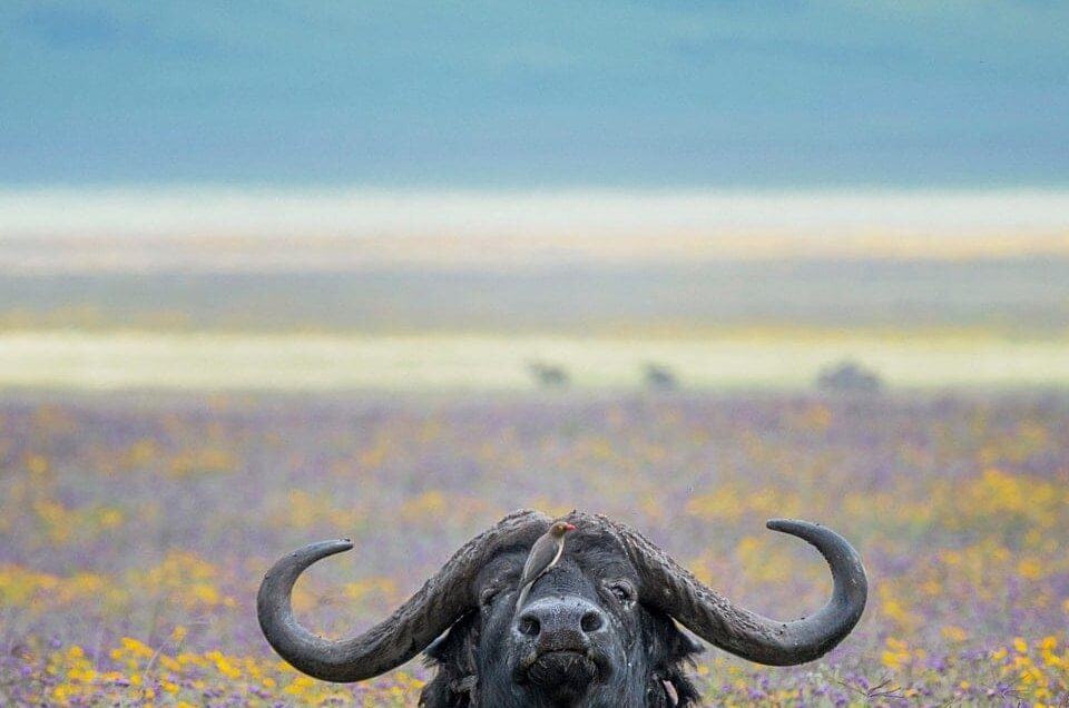 Ferdinand the Bull Buffalo | GDT Prints