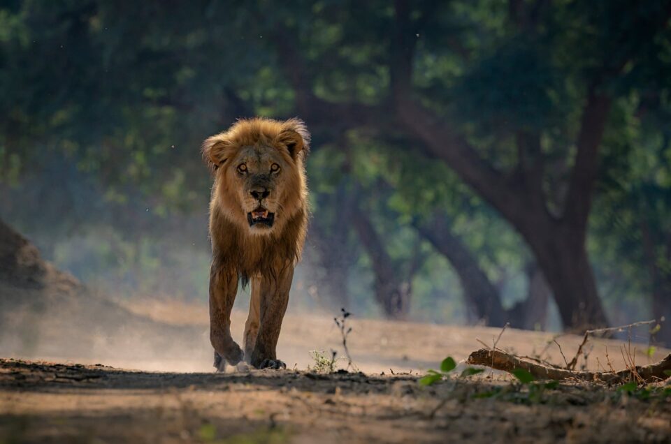 Forest Lion | GDT Prints