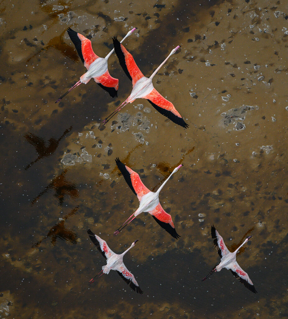 Flaming Arrows | GDT Prints