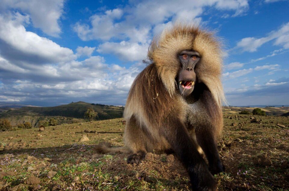 Gelada Landscape | GDT Prints