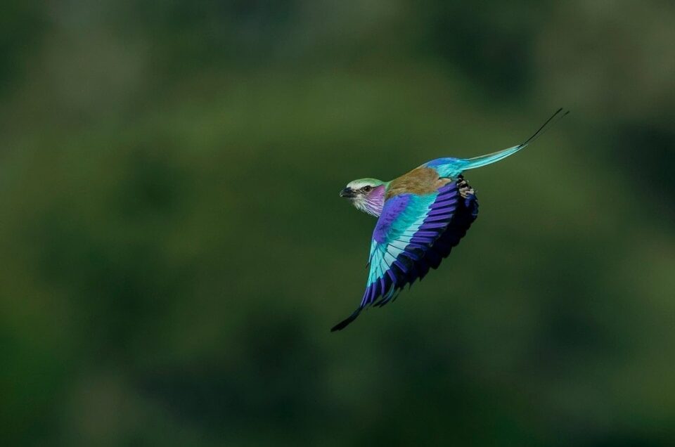 Royal Roller | GDT Prints
