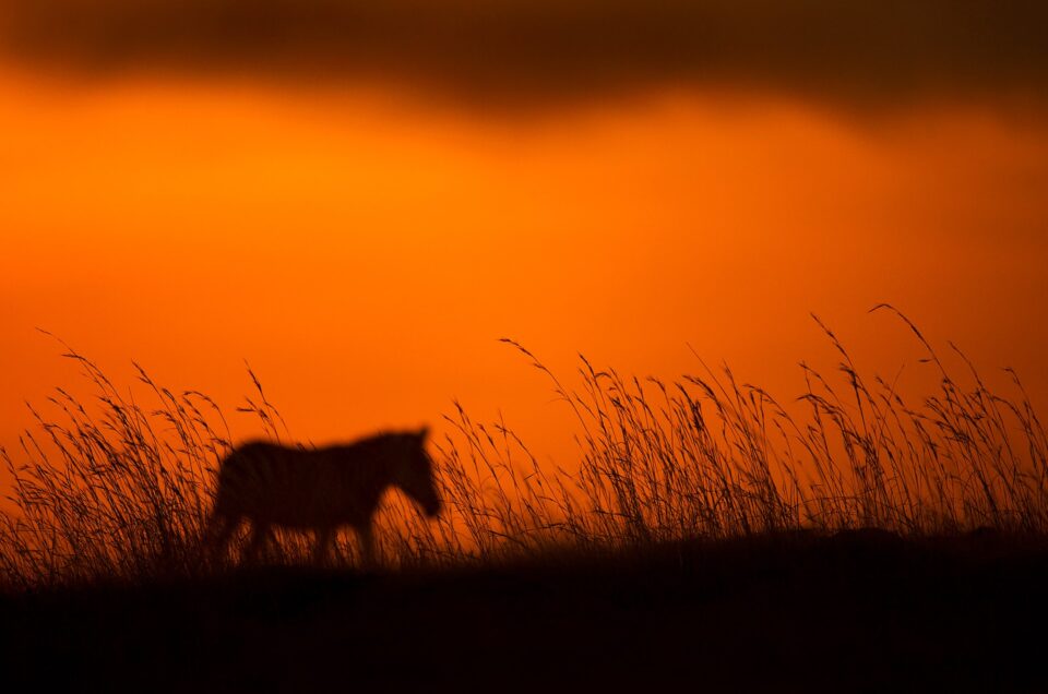 Zebra Plains | GDT Prints