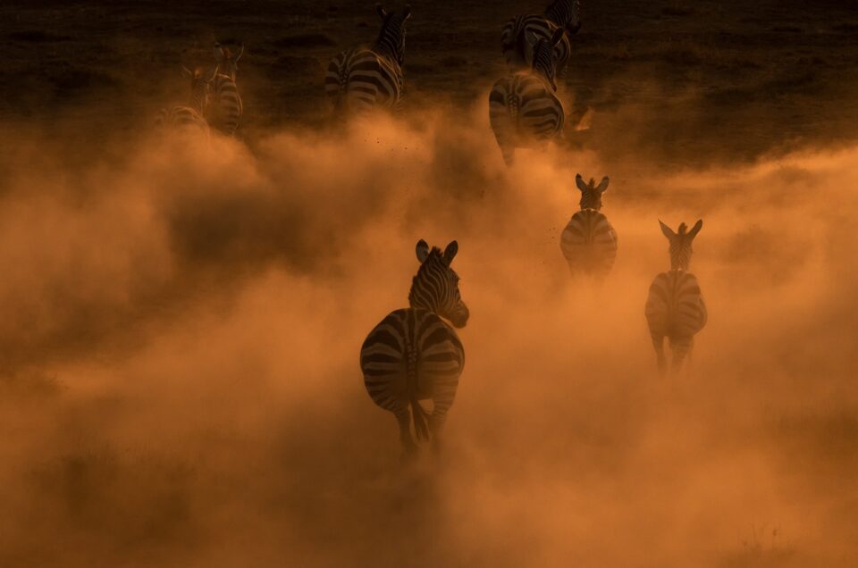 Zebras In Dust | GDT Prints