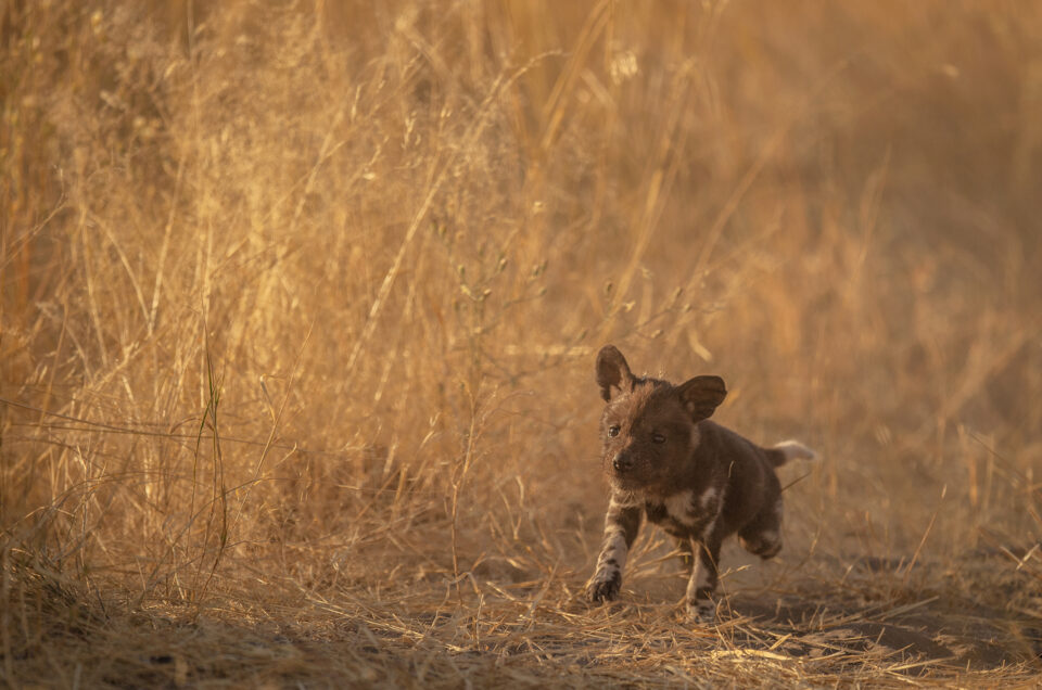 Running Rascal | GDT Prints