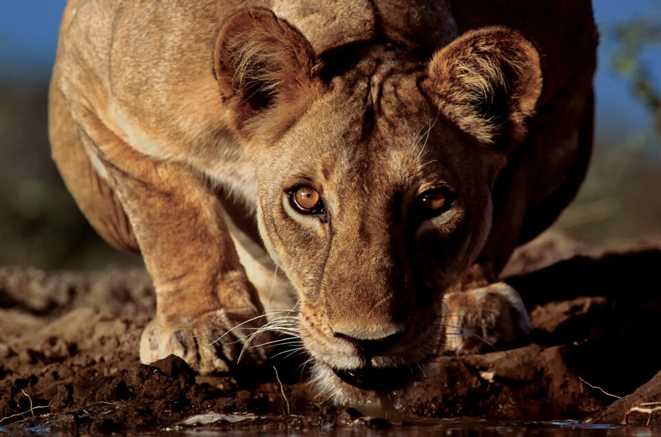 Wilderness Dreaming Lioness | GDT Prints