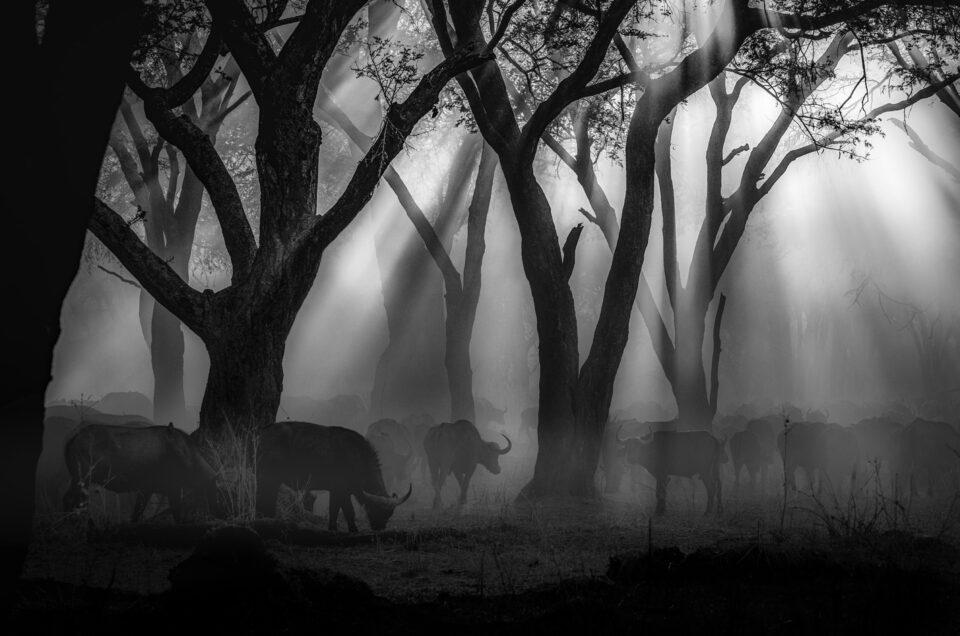 Beautiful Buffalo | GDT Prints