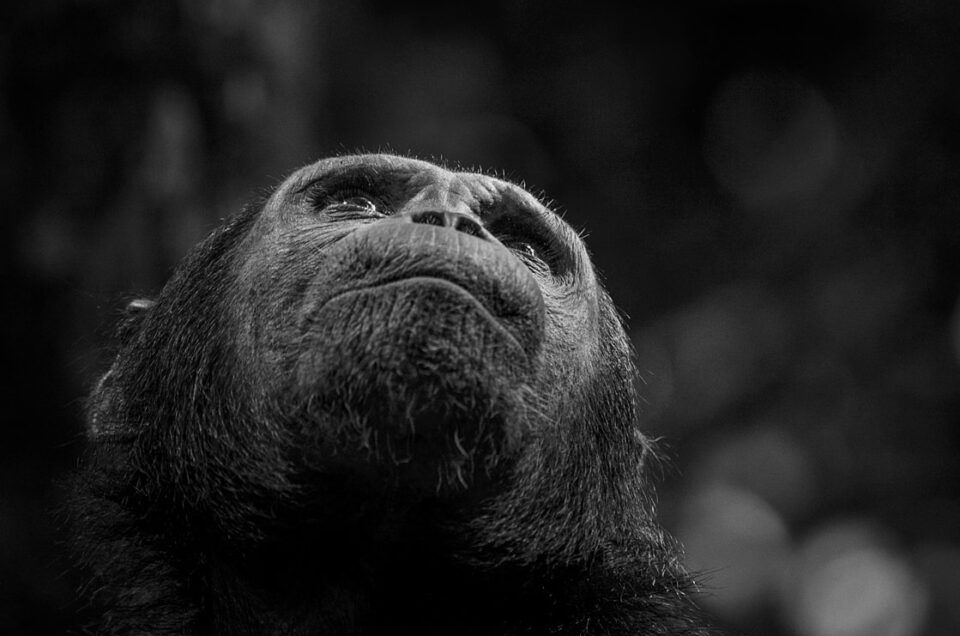 Ape Man | GDT Prints