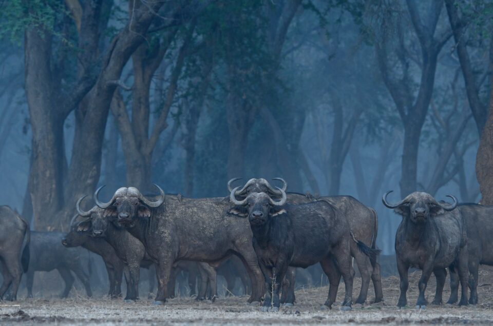 Buffalo in Blue | GDT Prints