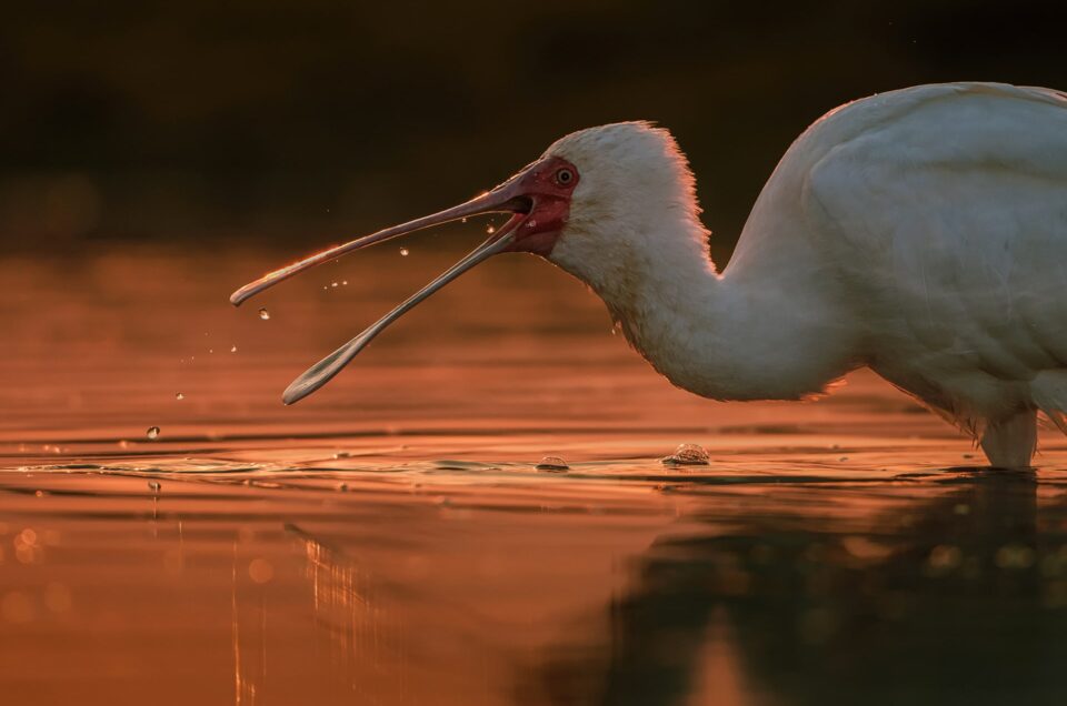 Spoonbill Drops | GDT Prints